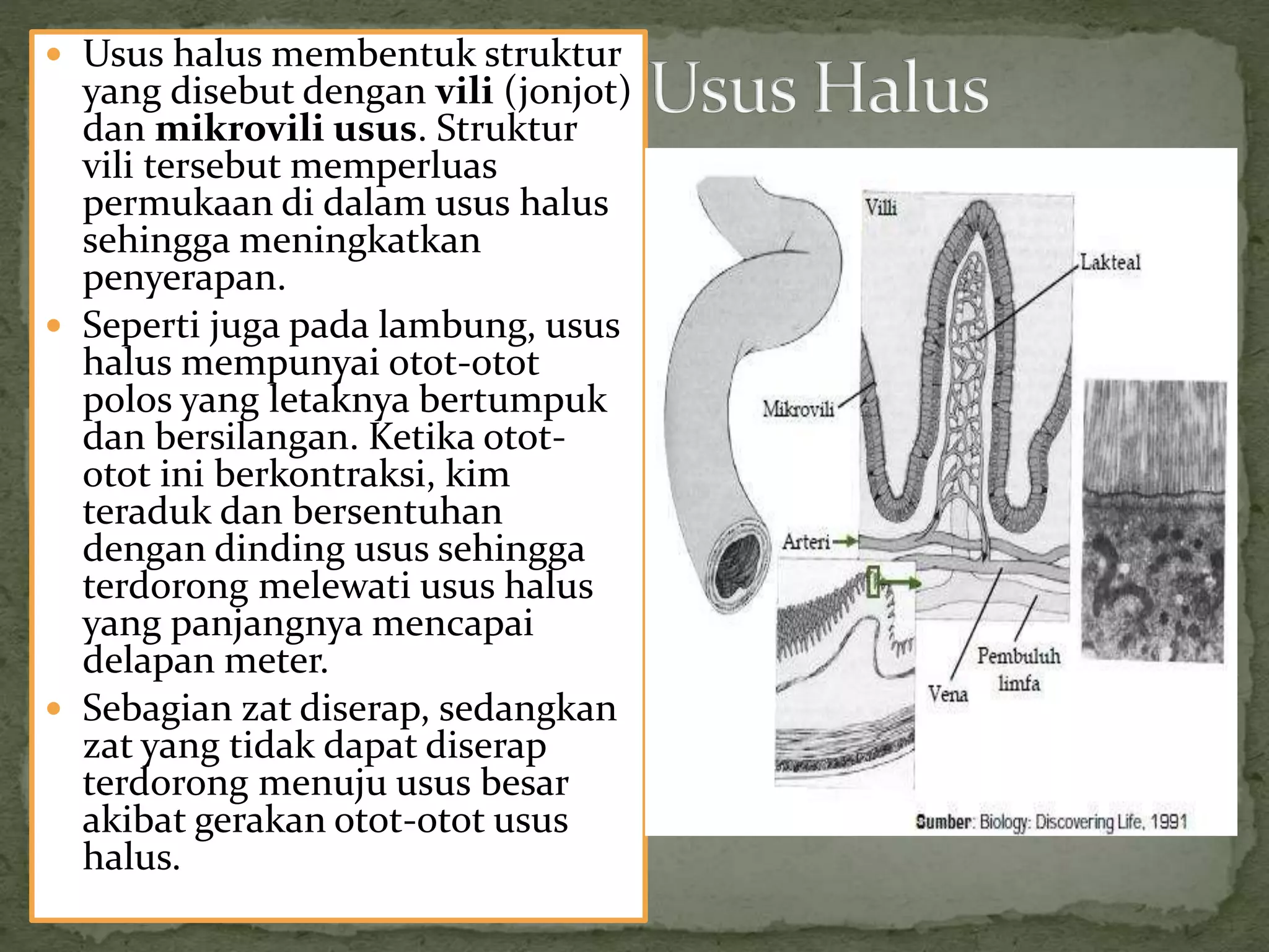 Anatomi fisiologi manusia | PPTX