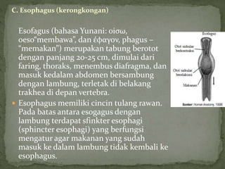 Anatomi fisiologi manusia | PPTX