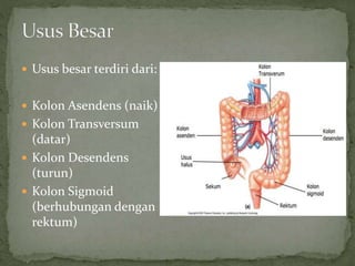 Anatomi fisiologi manusia | PPTX