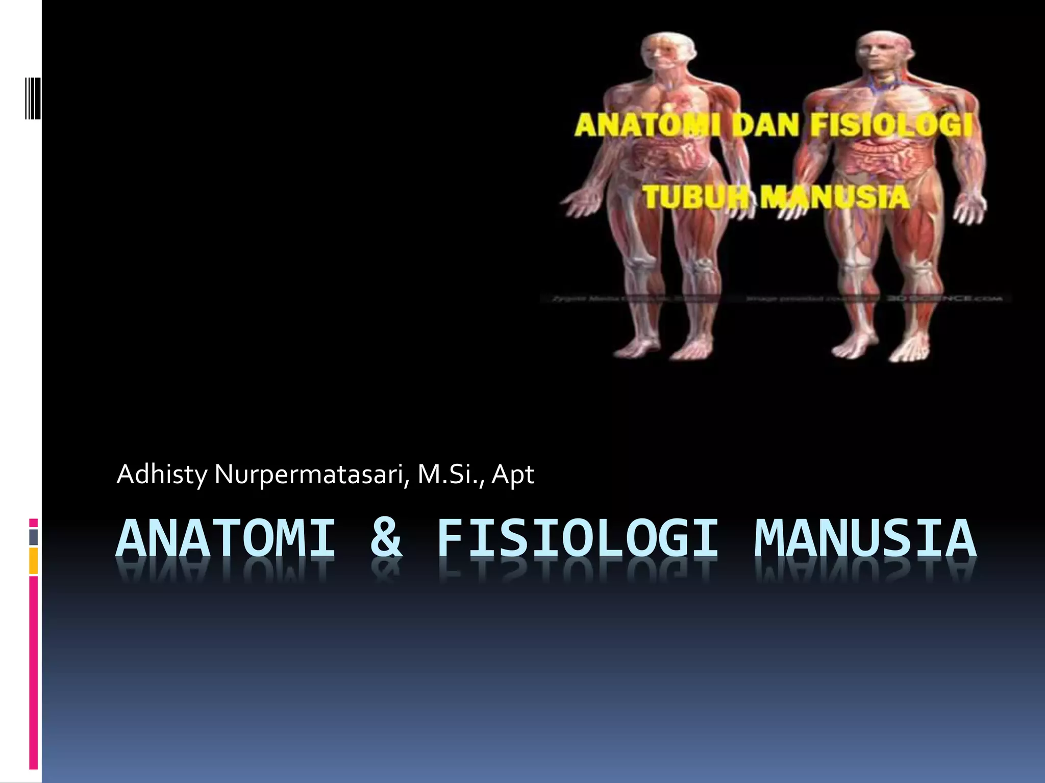 Anatomi & fisiologi manusia | PPTX
