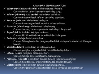 Anatomi & fisiologi manusia | PPTX