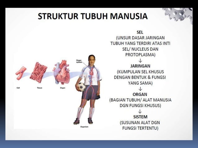 Anatomi & fisiologi manusia | PPTX