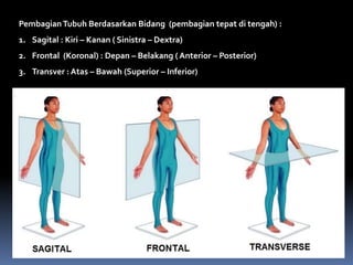 Anatomi & fisiologi manusia | PPTX