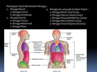 Anatomi & fisiologi manusia | PPTX