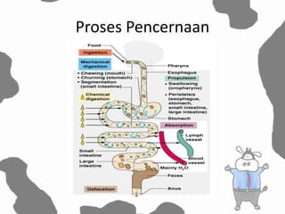 Anatomi & fisiologi manusia pencernaan | PPT
