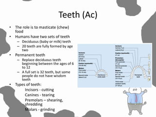 Anatomi & fisiologi manusia pencernaan | PPT
