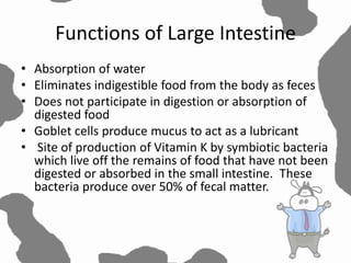 Anatomi & fisiologi manusia pencernaan | PPT