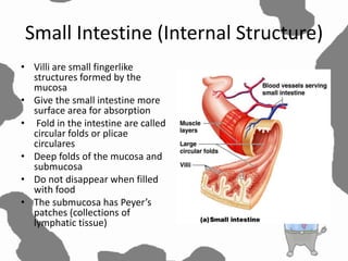 Anatomi & fisiologi manusia pencernaan | PPT