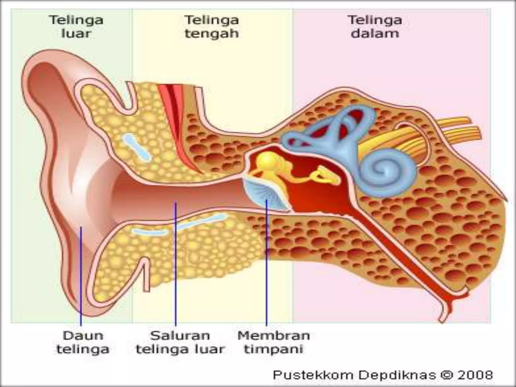 Anatomi Fisiologi Manusia - Alat Indra Manusia | PPT