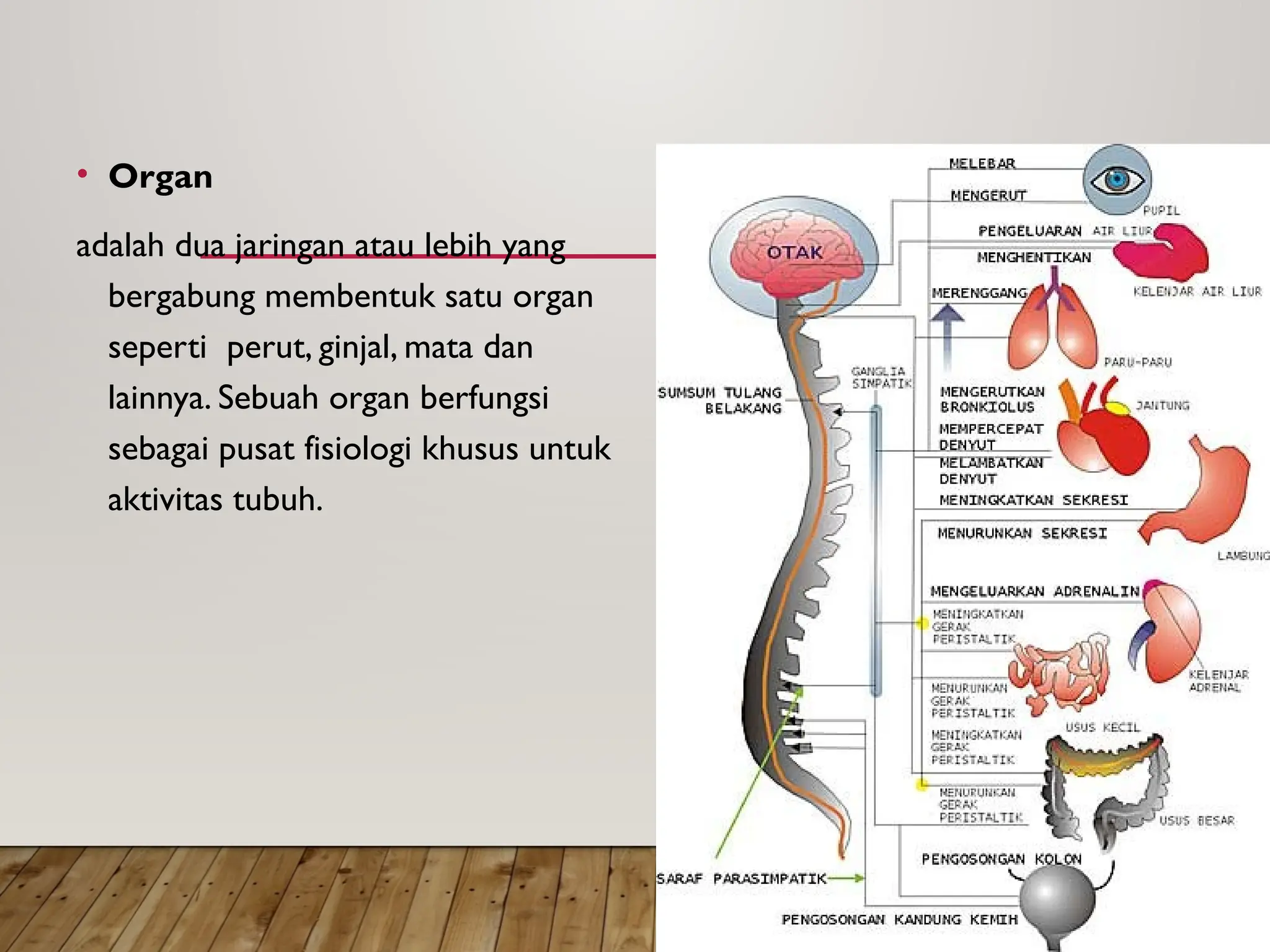 ANATOMI_FISIOLOGI_MANUSIAGALIHF_pptx.pptx