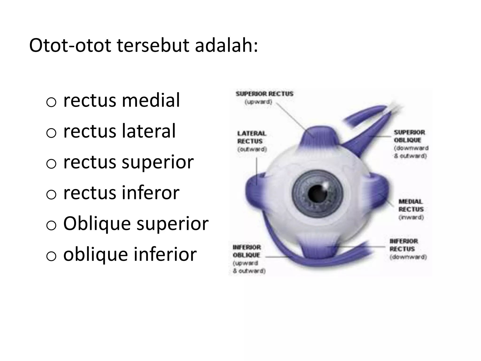 Anatomi fisiologi mata | PPTX