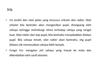 Anatomi fisiologi mata | PPTX