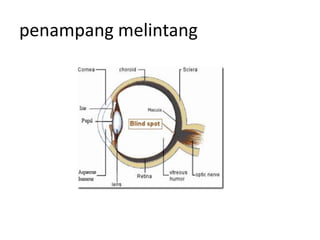 Anatomi fisiologi mata | PPTX