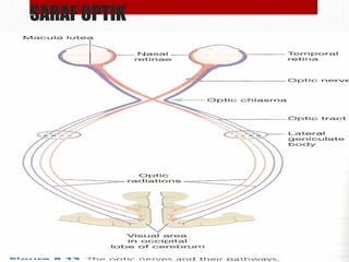 ANATOMI & FISIOLOGI MATA | PPT