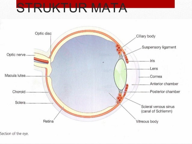 ANATOMI & FISIOLOGI MATA