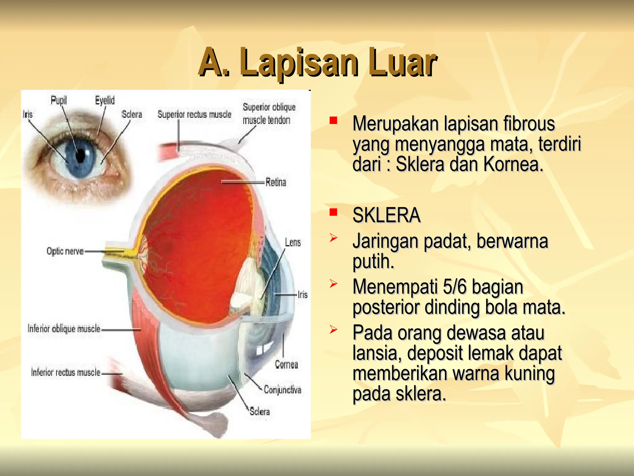 MATA KULIAH ANATOMI FISIOLOGI MATA...ppt