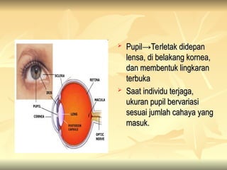 MATA KULIAH ANATOMI FISIOLOGI MATA...ppt