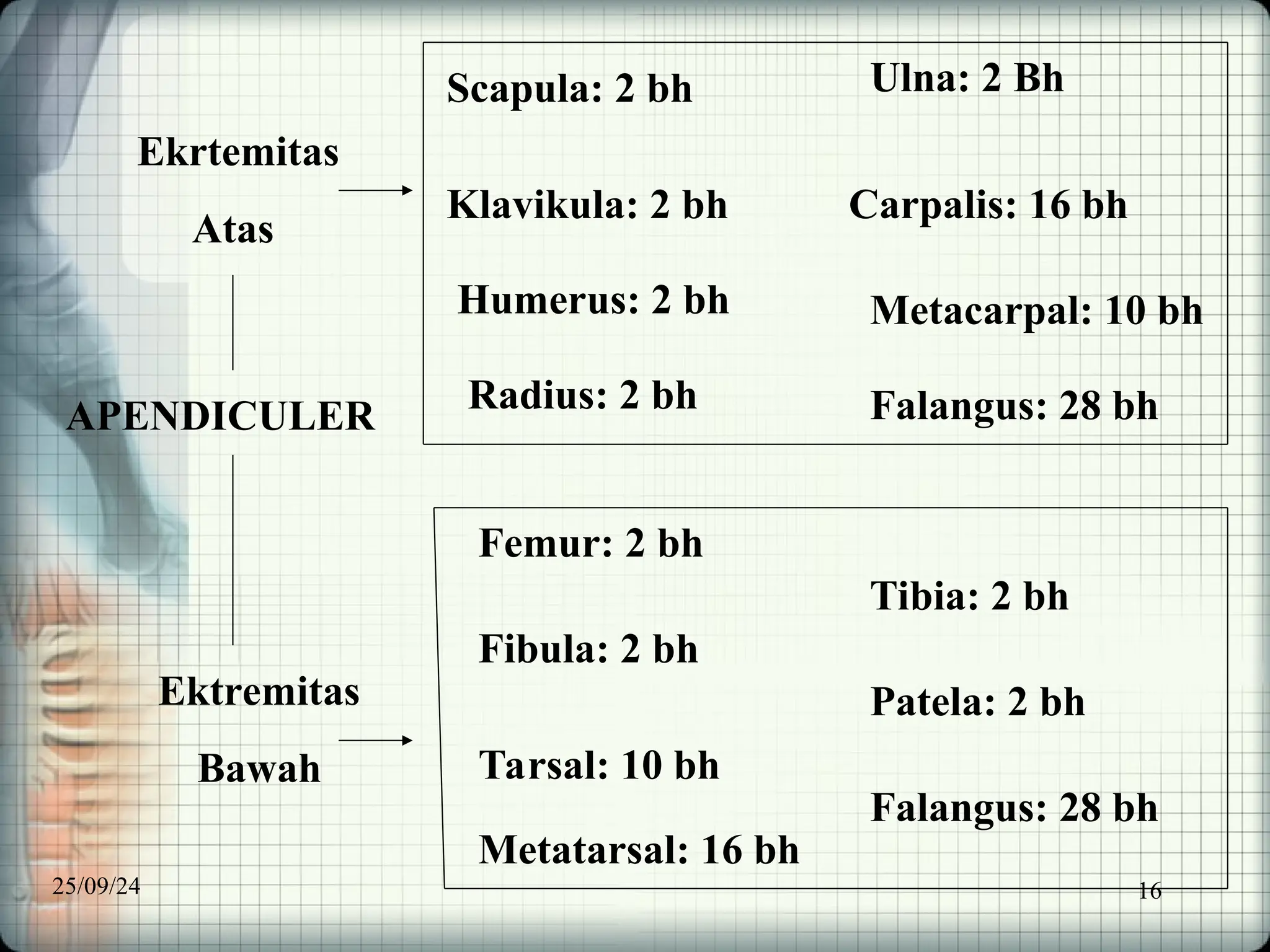 ANATOMI FISIOLOGI MUSKULOSKELETAL KMB III.ppt