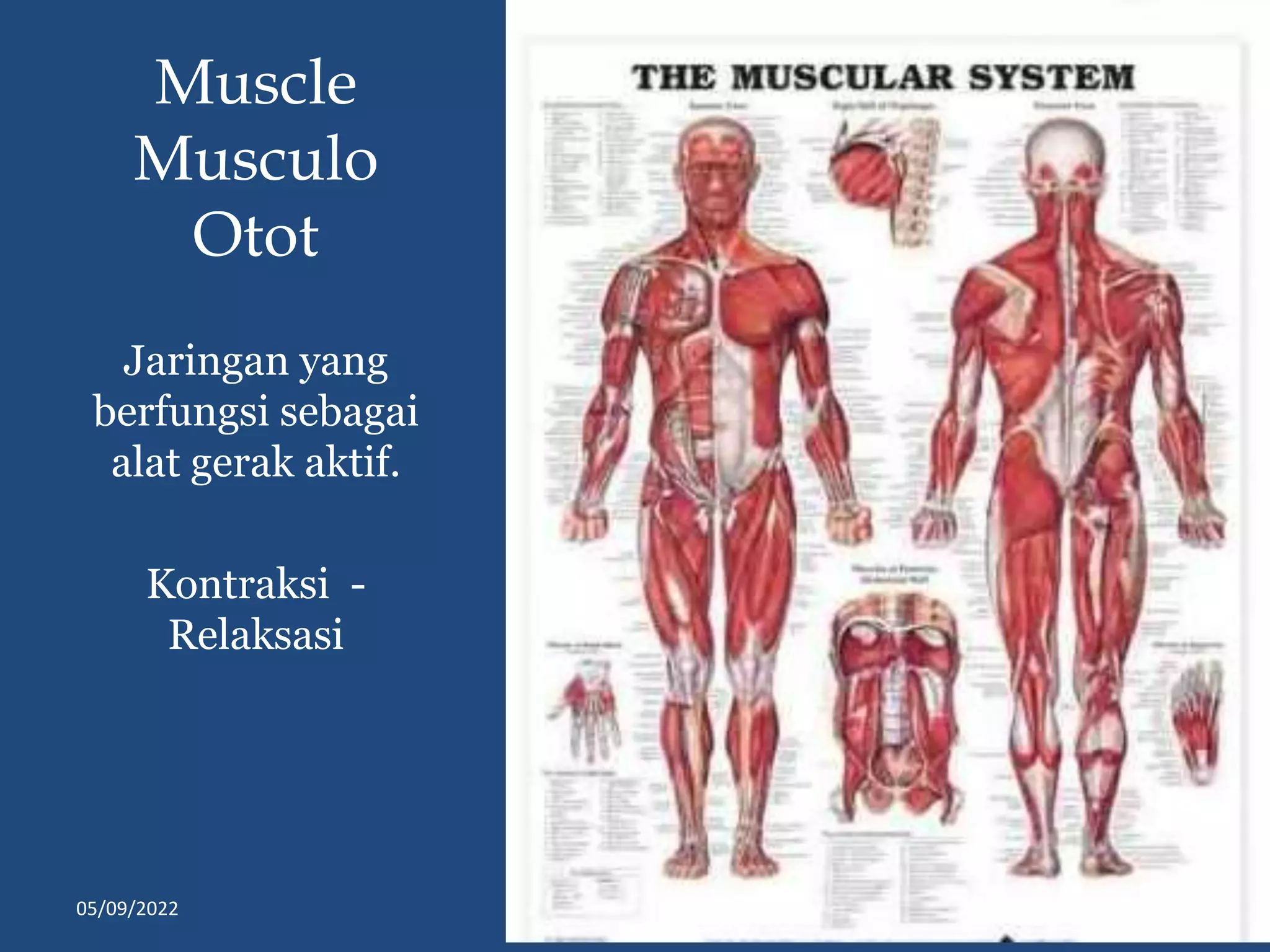 Anatomi_fisiologi_muskuloskeletal_ppt.ppt