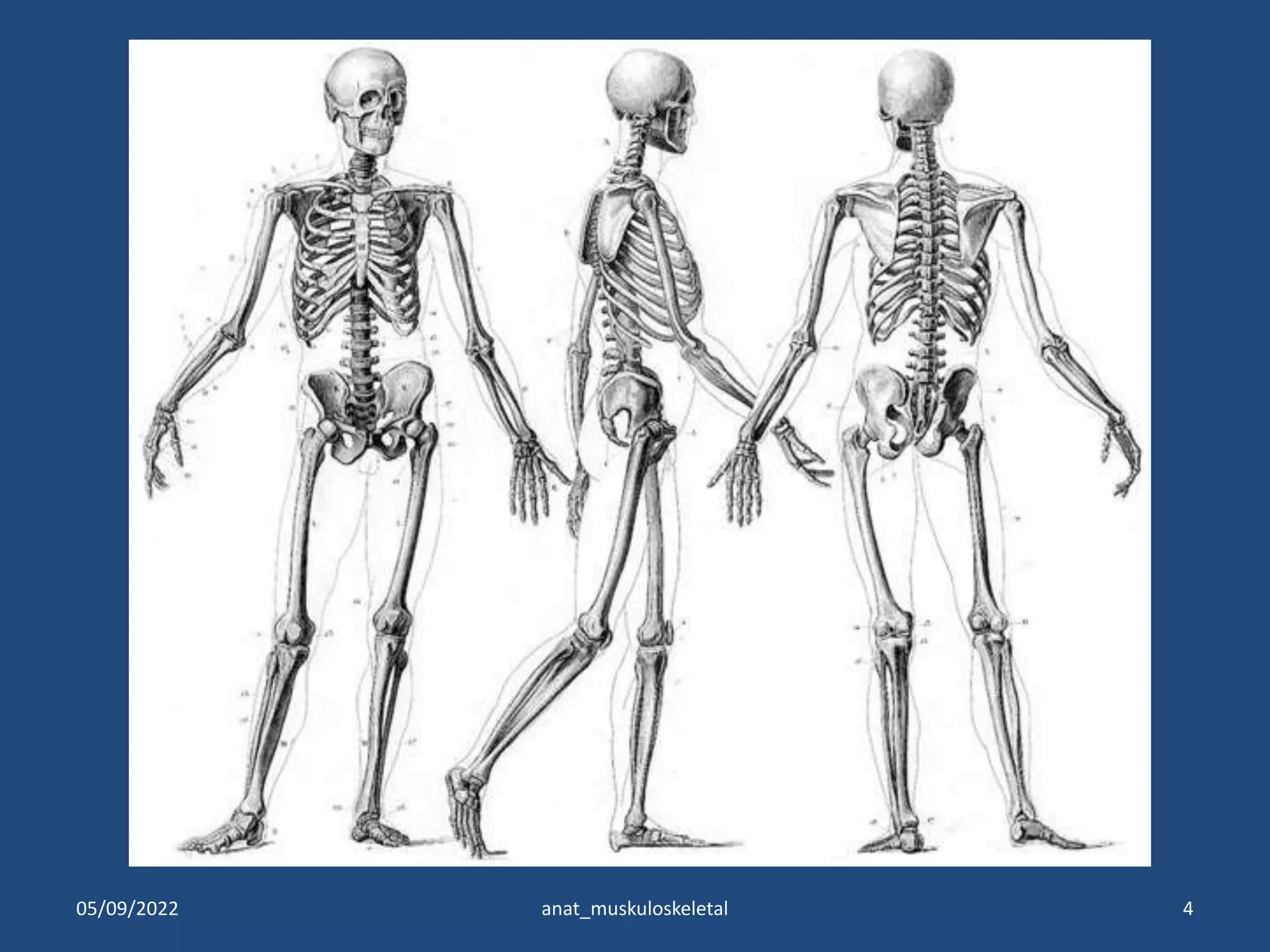 Anatomi_fisiologi_muskuloskeletal_ppt.ppt