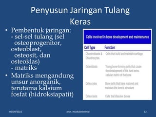 Anatomi_fisiologi_muskuloskeletal_ppt.ppt