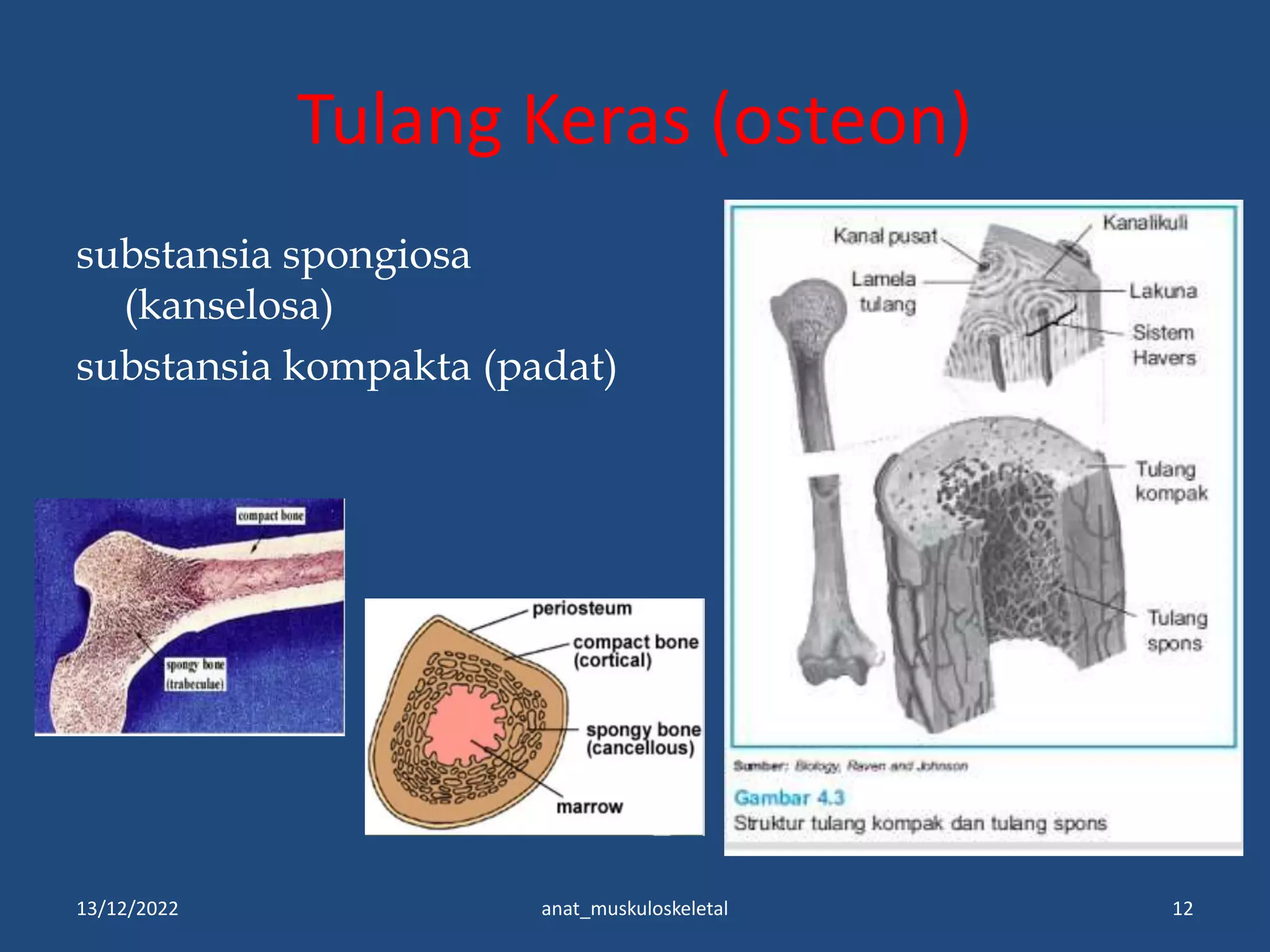 Anatomi_fisiologi_muskuloskeletal_ppt.ppt