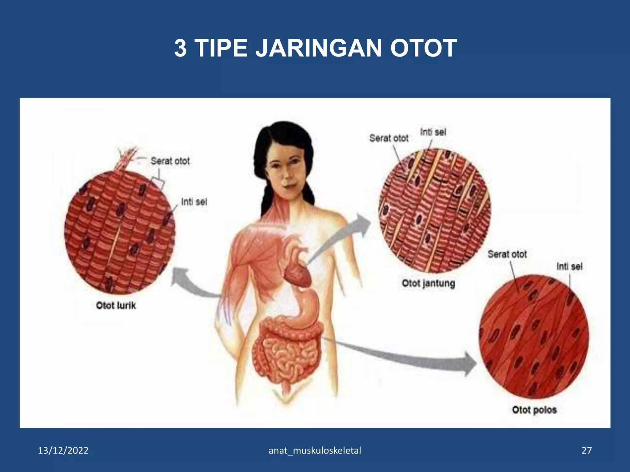 Anatomi_fisiologi_muskuloskeletal_ppt.ppt