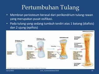 Anatomi_fisiologi_muskuloskeletal_ppt.ppt