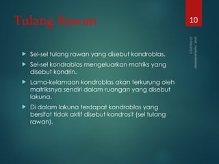 Anatomi_fisiologi_muskuloskeletal_ppt.ppt