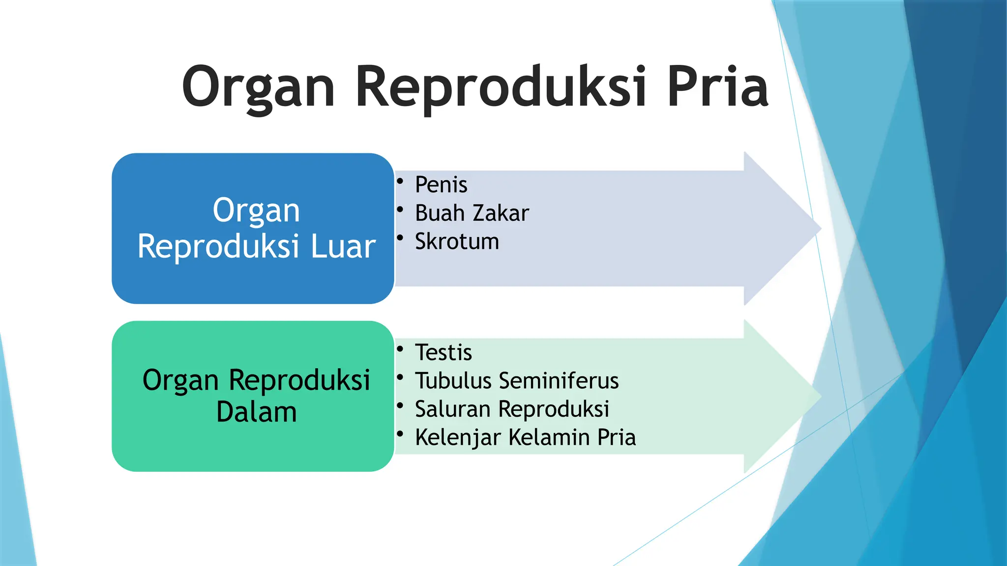 Anatomi_Fisiologi_Organ_Reproduksi Pria.pptx