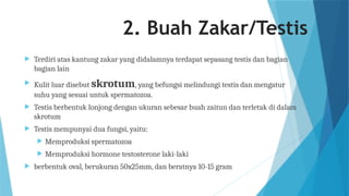 Anatomi_Fisiologi_Organ_Reproduksi Pria.pptx