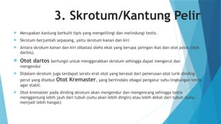 Anatomi_Fisiologi_Organ_Reproduksi Pria.pptx