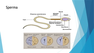 Anatomi_Fisiologi_Organ_Reproduksi Pria.pptx
