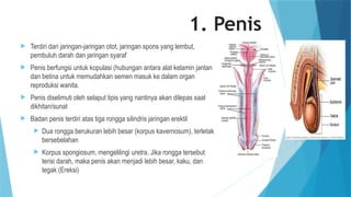 Anatomi_Fisiologi_Organ_Reproduksi Pria.pptx