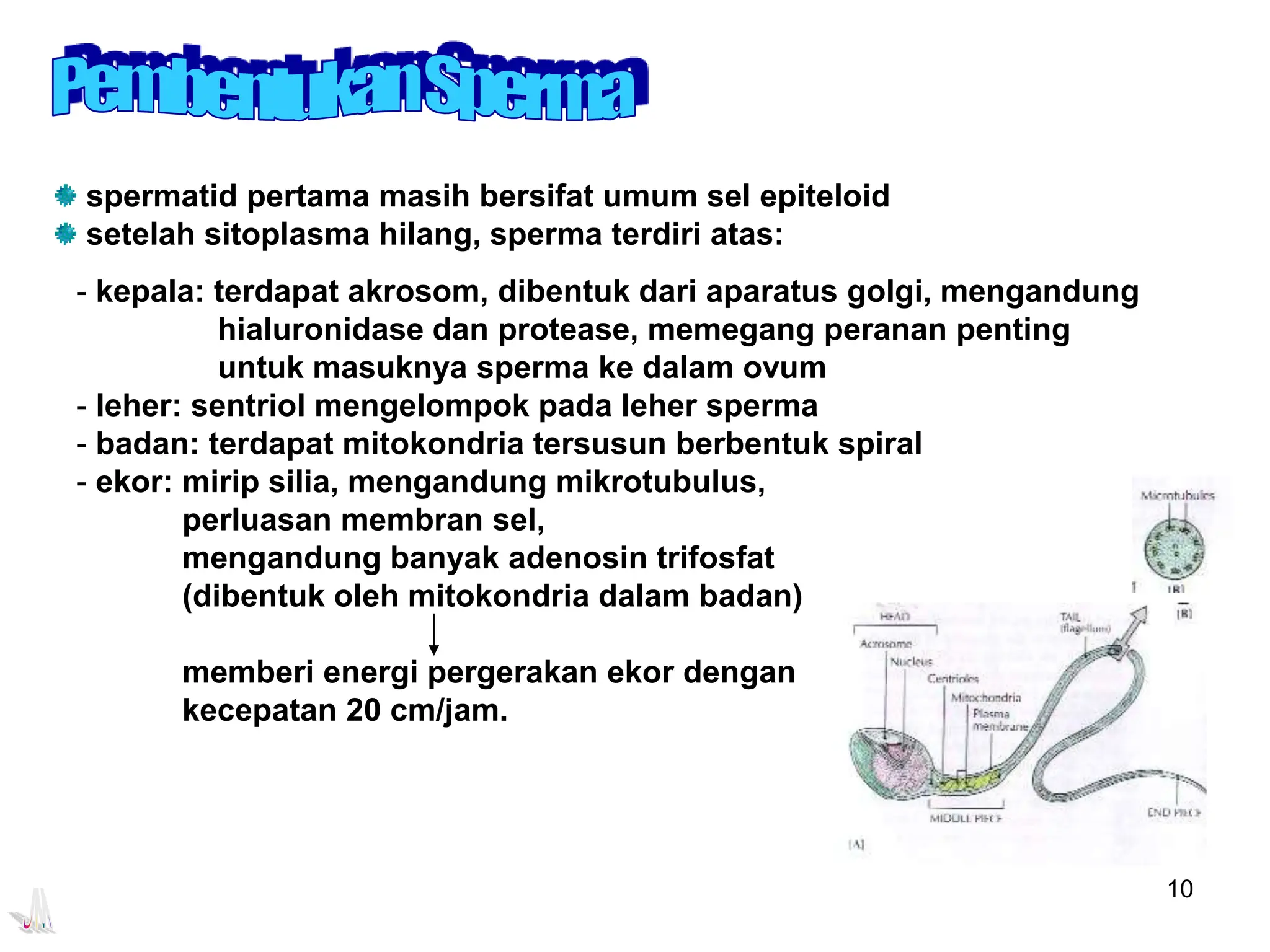 Anatomi Fisiologi Organ Reproduksi Pria dan Wanita.ppt