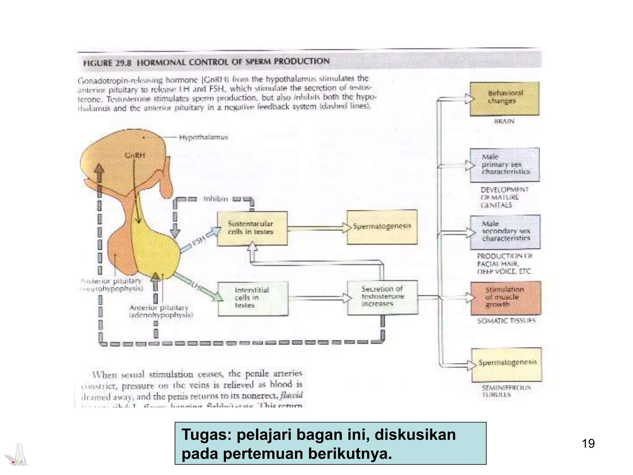 Anatomi Fisiologi Organ Reproduksi Pria dan Wanita.ppt