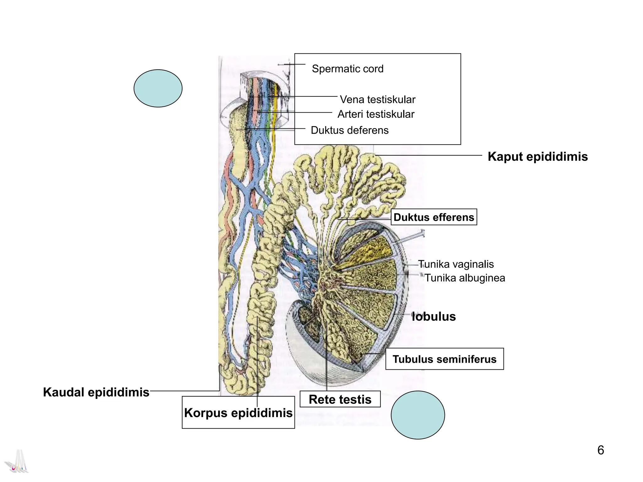 Anatomi Fisiologi Organ Reproduksi Pria dan Wanita.ppt