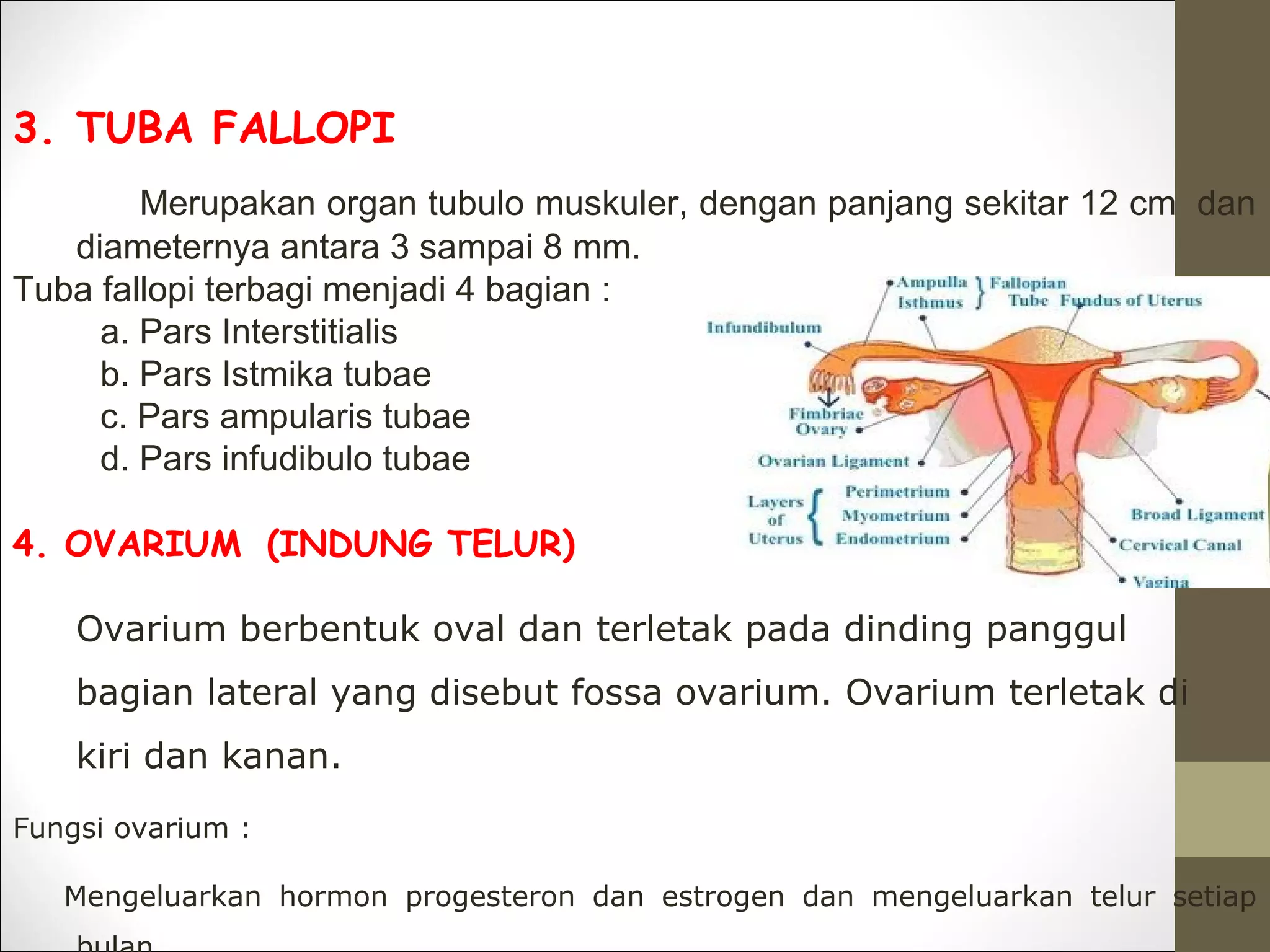Anatomi fisiologi organ reproduksi wanita (review) | PPT