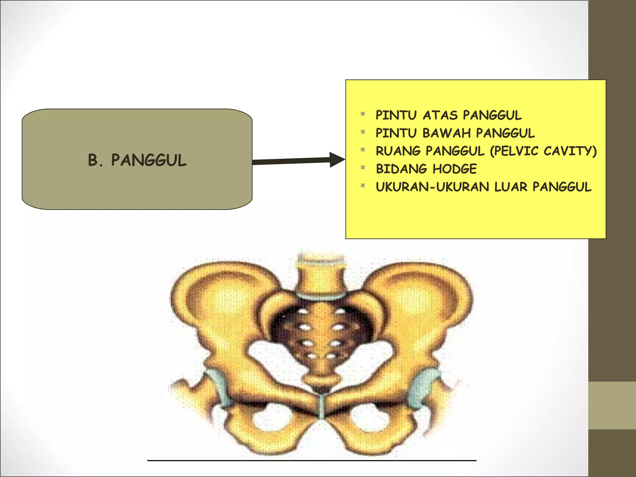 Anatomi fisiologi organ reproduksi wanita (review) | PPT
