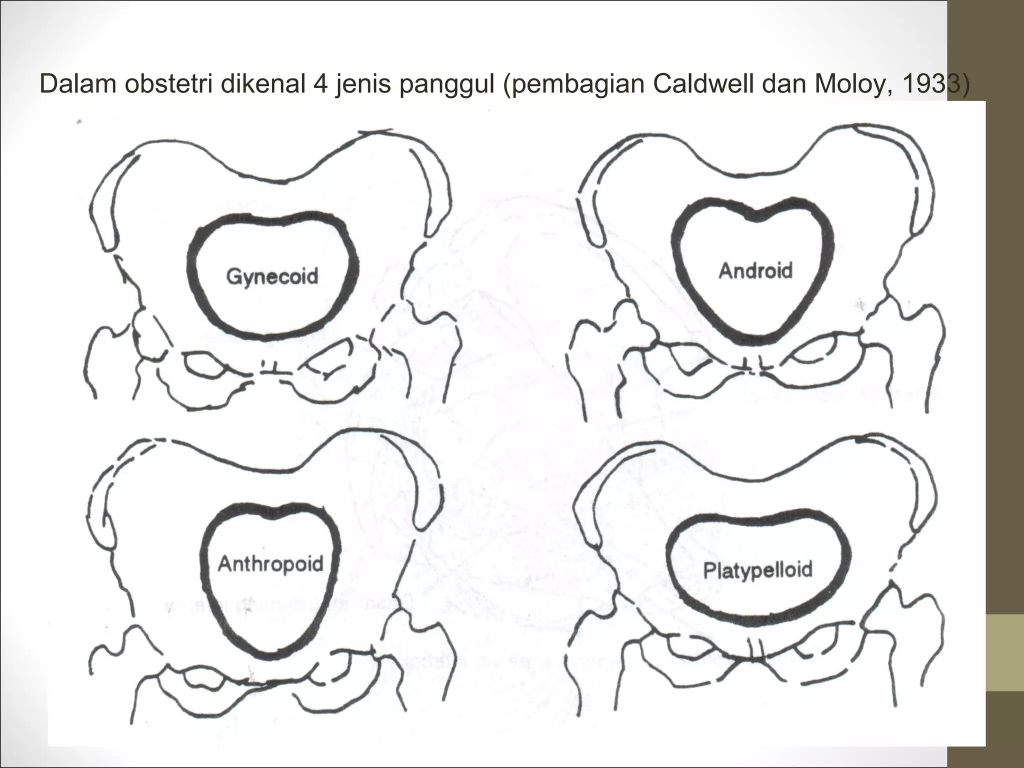 Anatomi fisiologi organ reproduksi wanita (review) | PPT