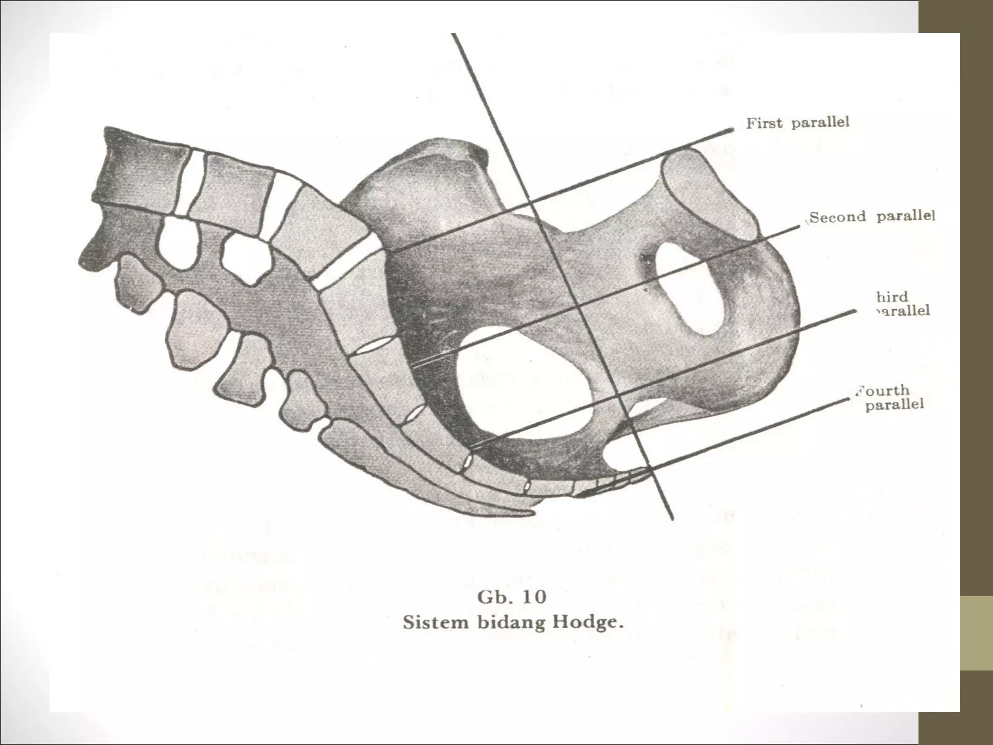 Anatomi fisiologi organ reproduksi wanita (review) | PPT