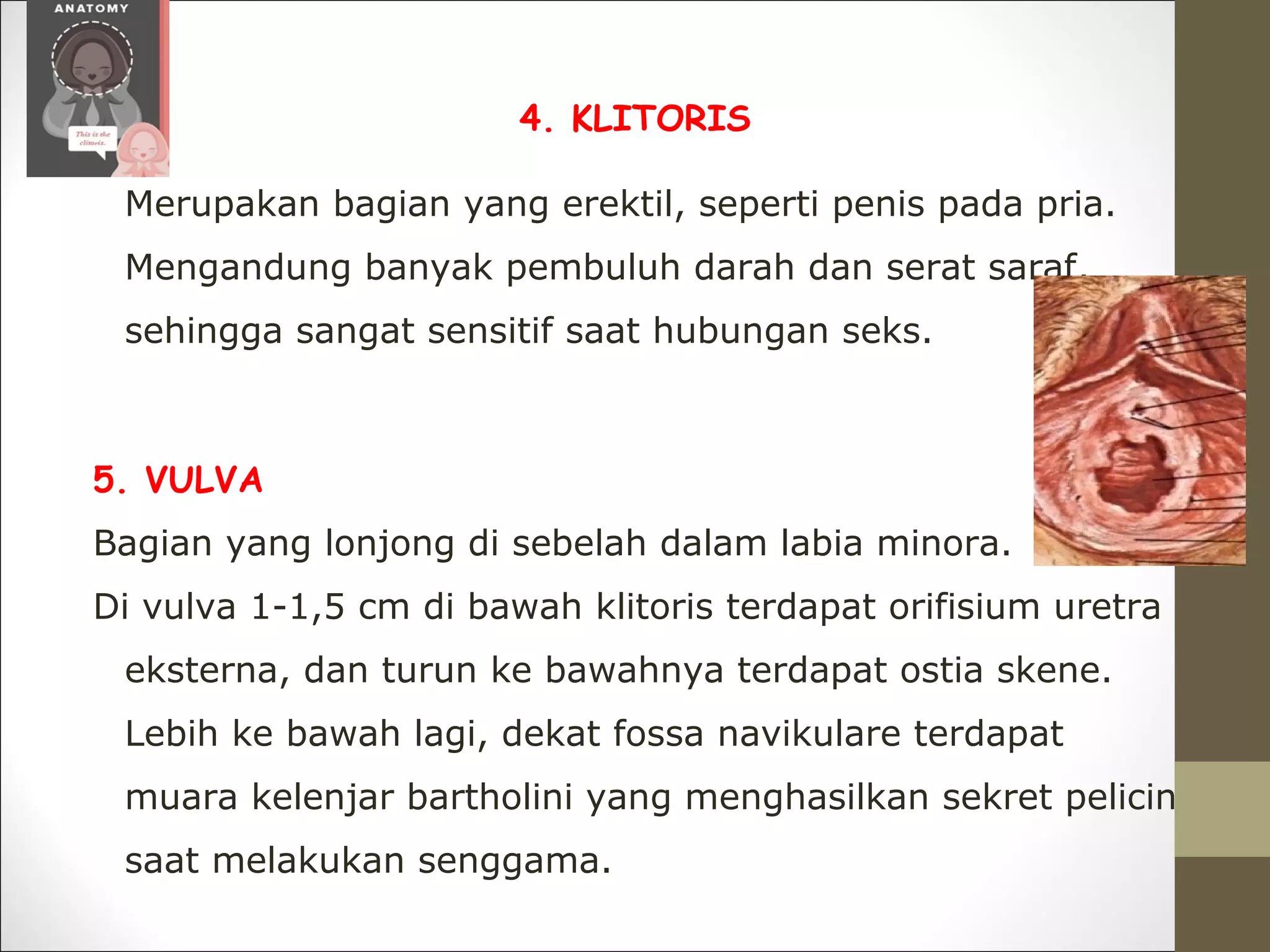 Anatomi fisiologi organ reproduksi wanita (review) | PPT