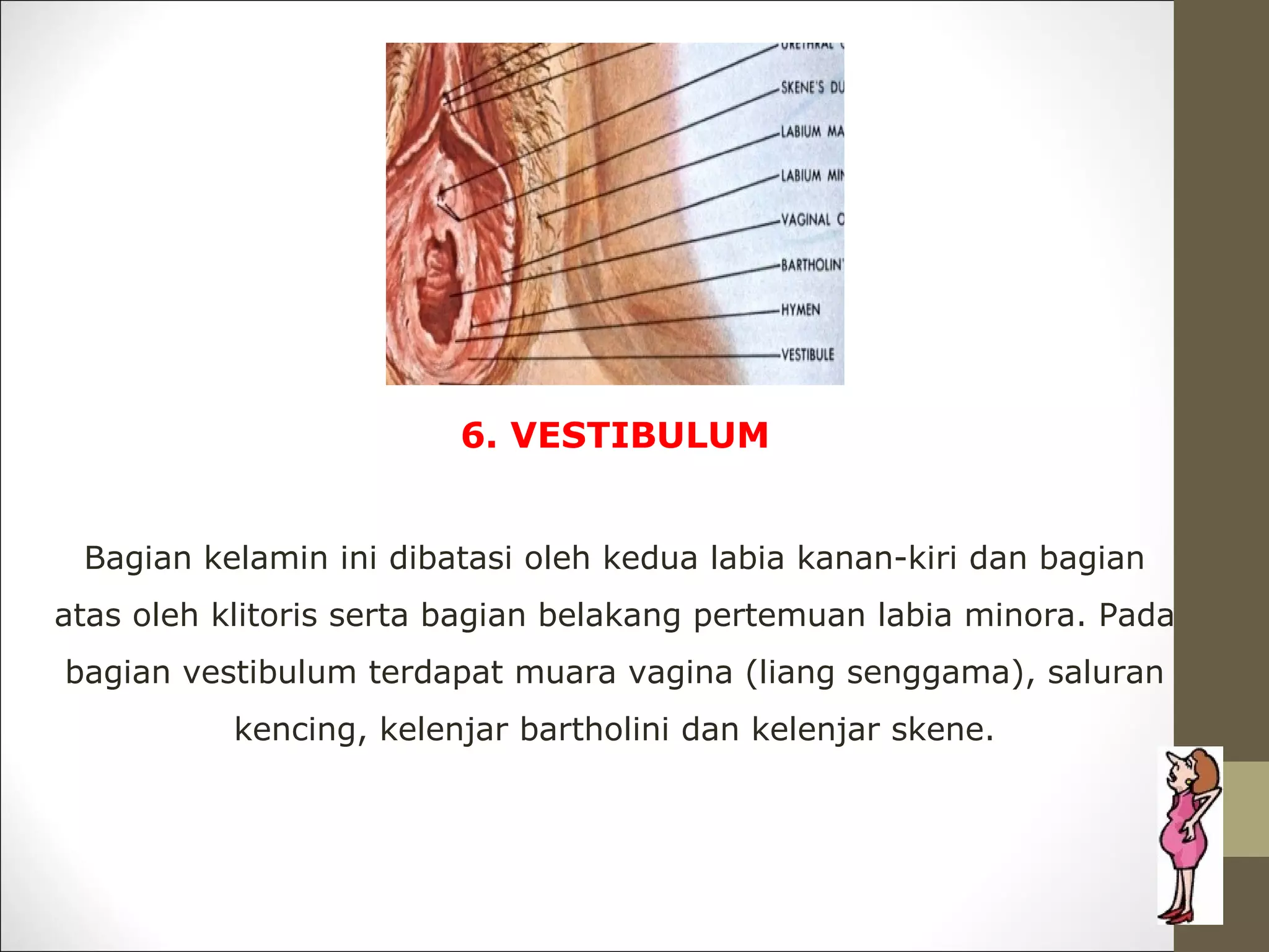 Anatomi fisiologi organ reproduksi wanita (review) | PPT