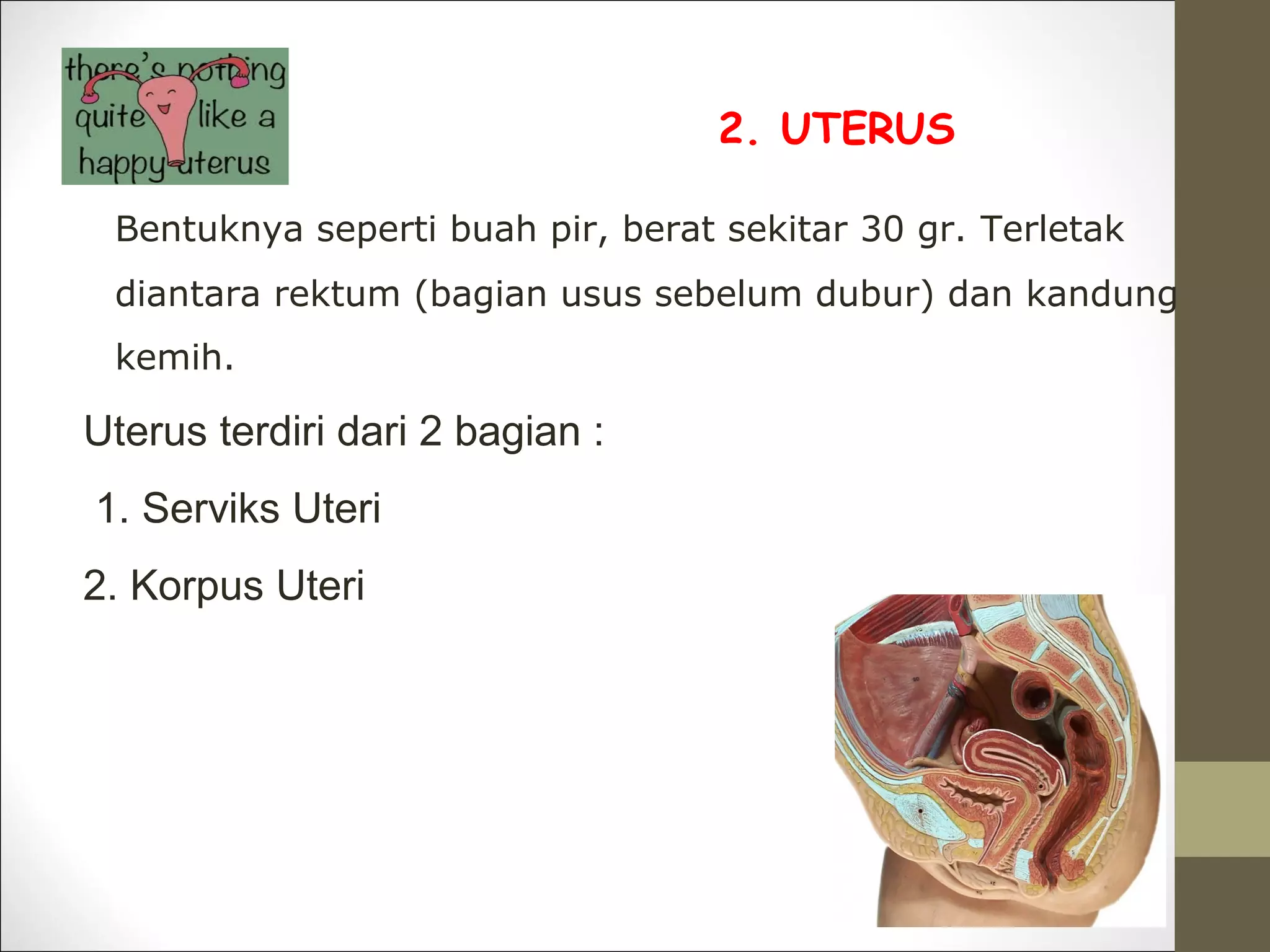 Anatomi fisiologi organ reproduksi wanita (review) | PPT
