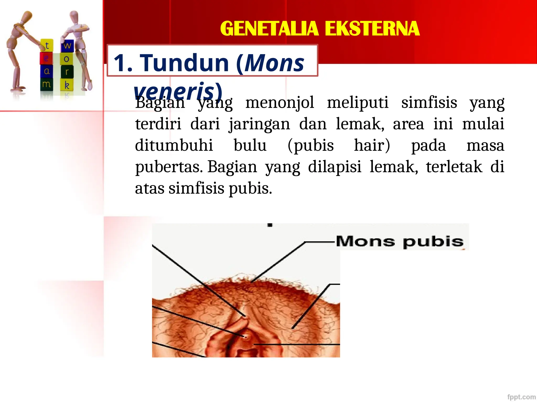Anatomi_Fisiologi_Organ_Reproduksi_Wanit salinan.pptx