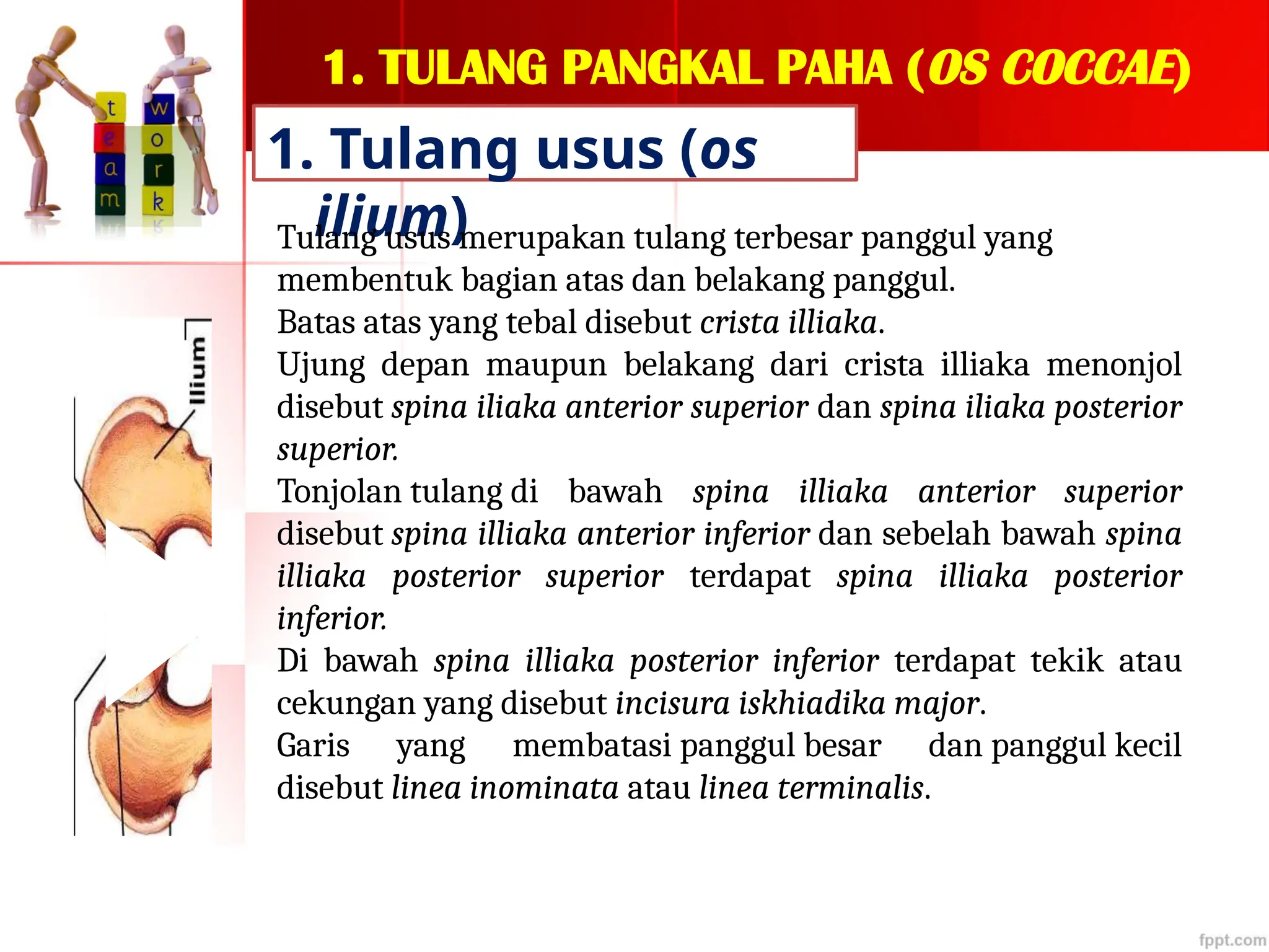 Anatomi_Fisiologi_Organ_Reproduksi_Wanit salinan.pptx