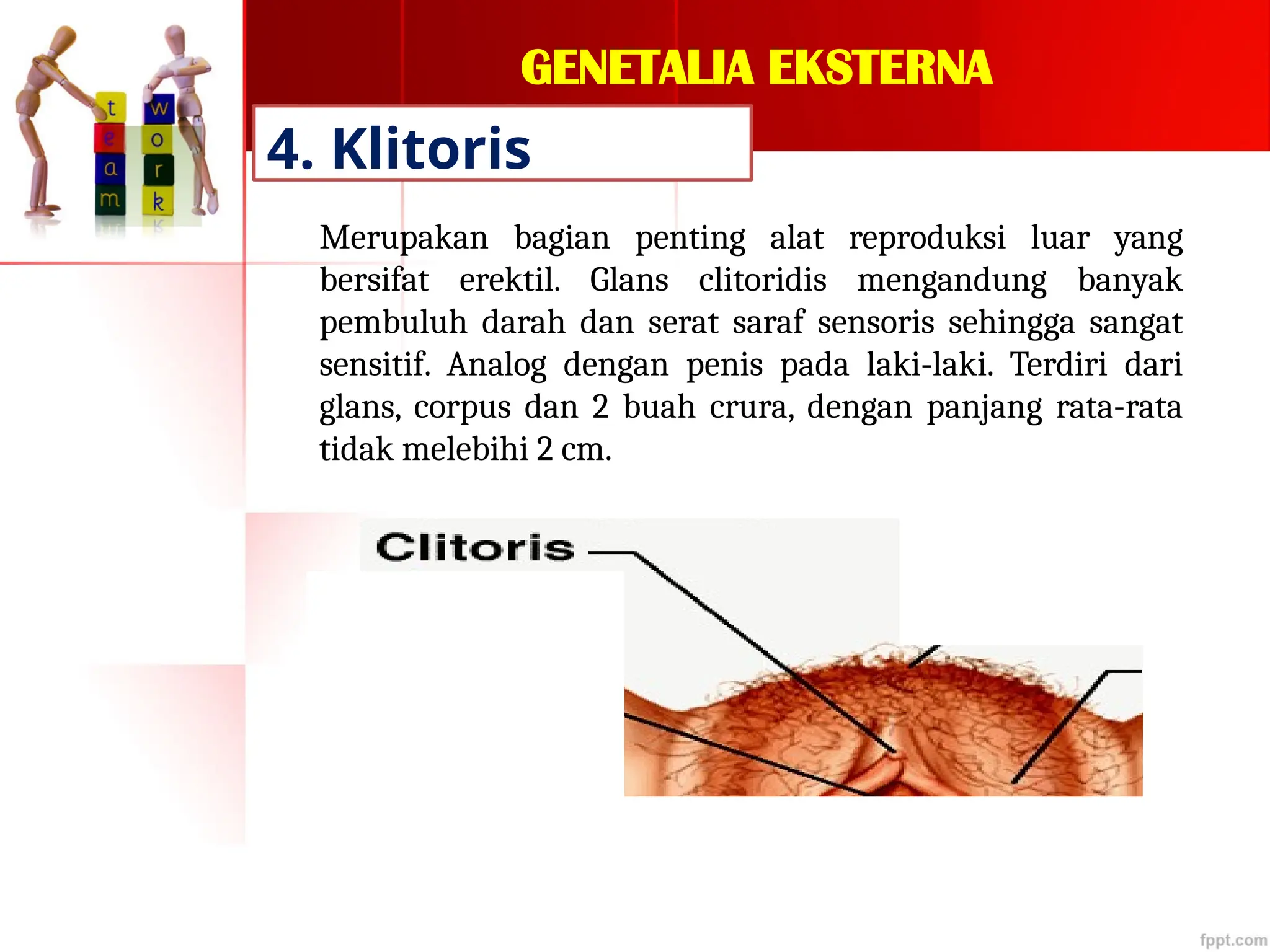 Anatomi_Fisiologi_Organ_Reproduksi_Wanit salinan.pptx