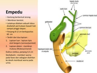 Anatomi dan fisiologi pencernaan naura.ppt