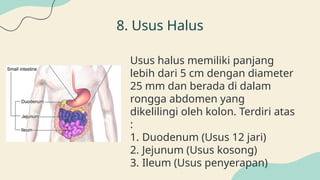 Anatomi Fisiologi Pencernaan Manusia-2.pptx