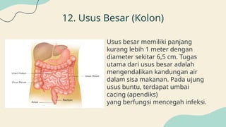Anatomi Fisiologi Pencernaan Manusia-2.pptx